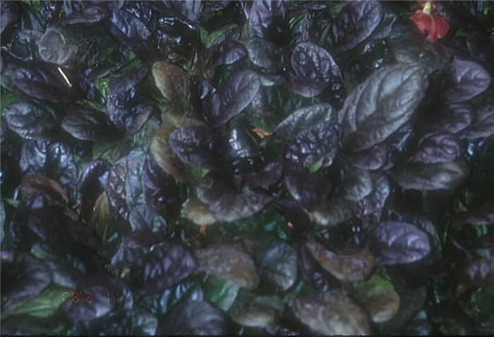 Ajuga reptans 'Purple Torch'