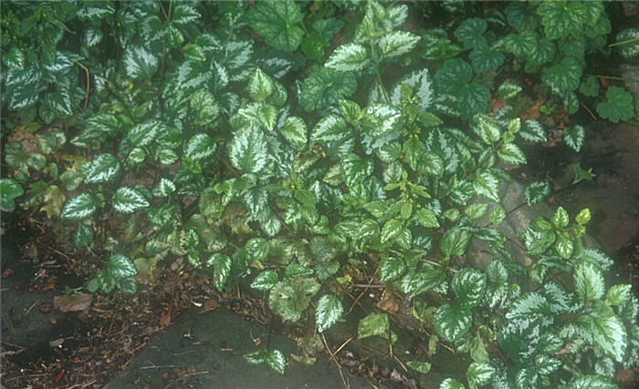 Lamium galeobdolon 'Florentinum'