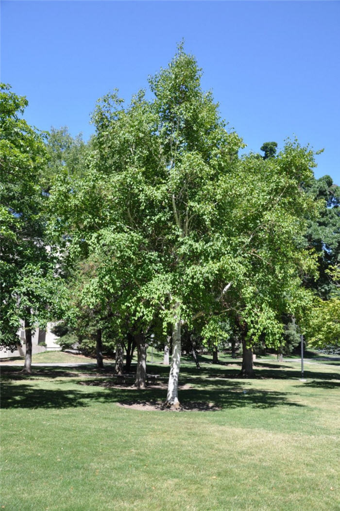 Quercus Mongolica